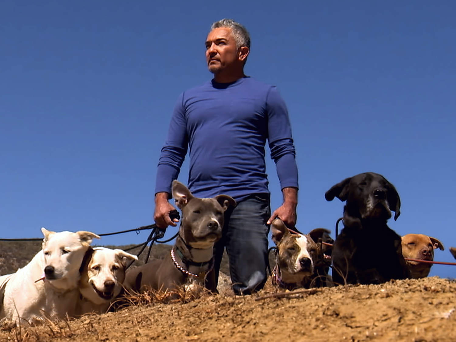 Video Cesar Milan Cesar Millan TV Guide