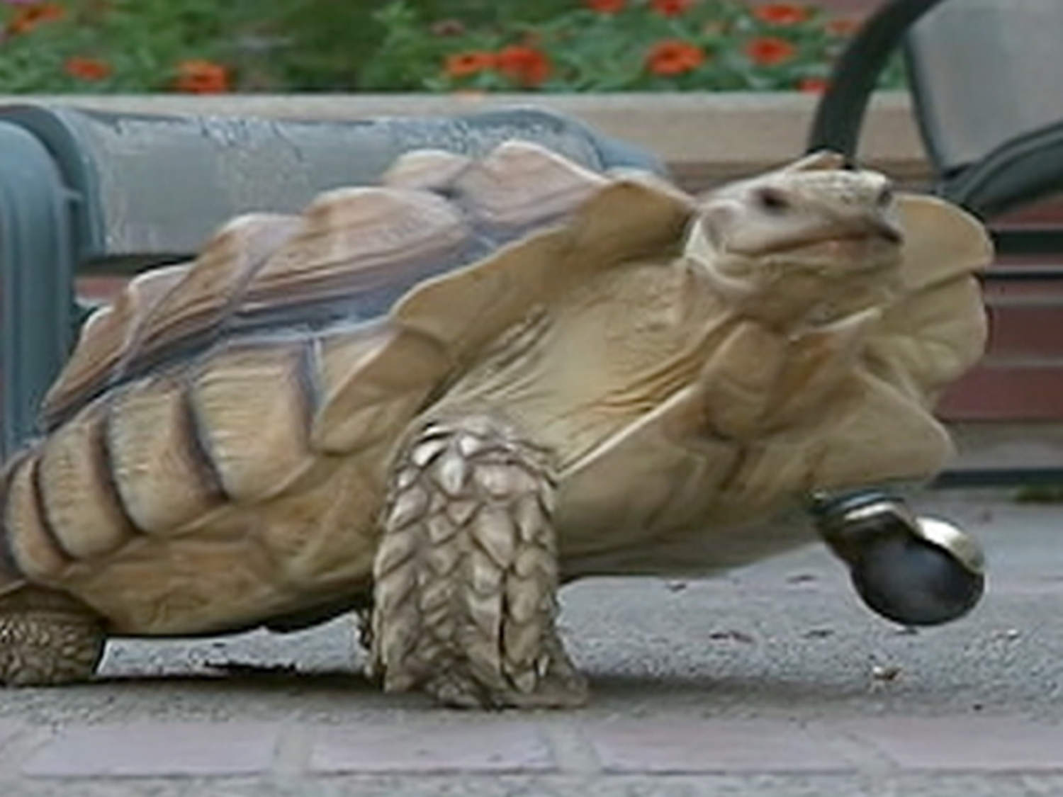 three legged tortoise