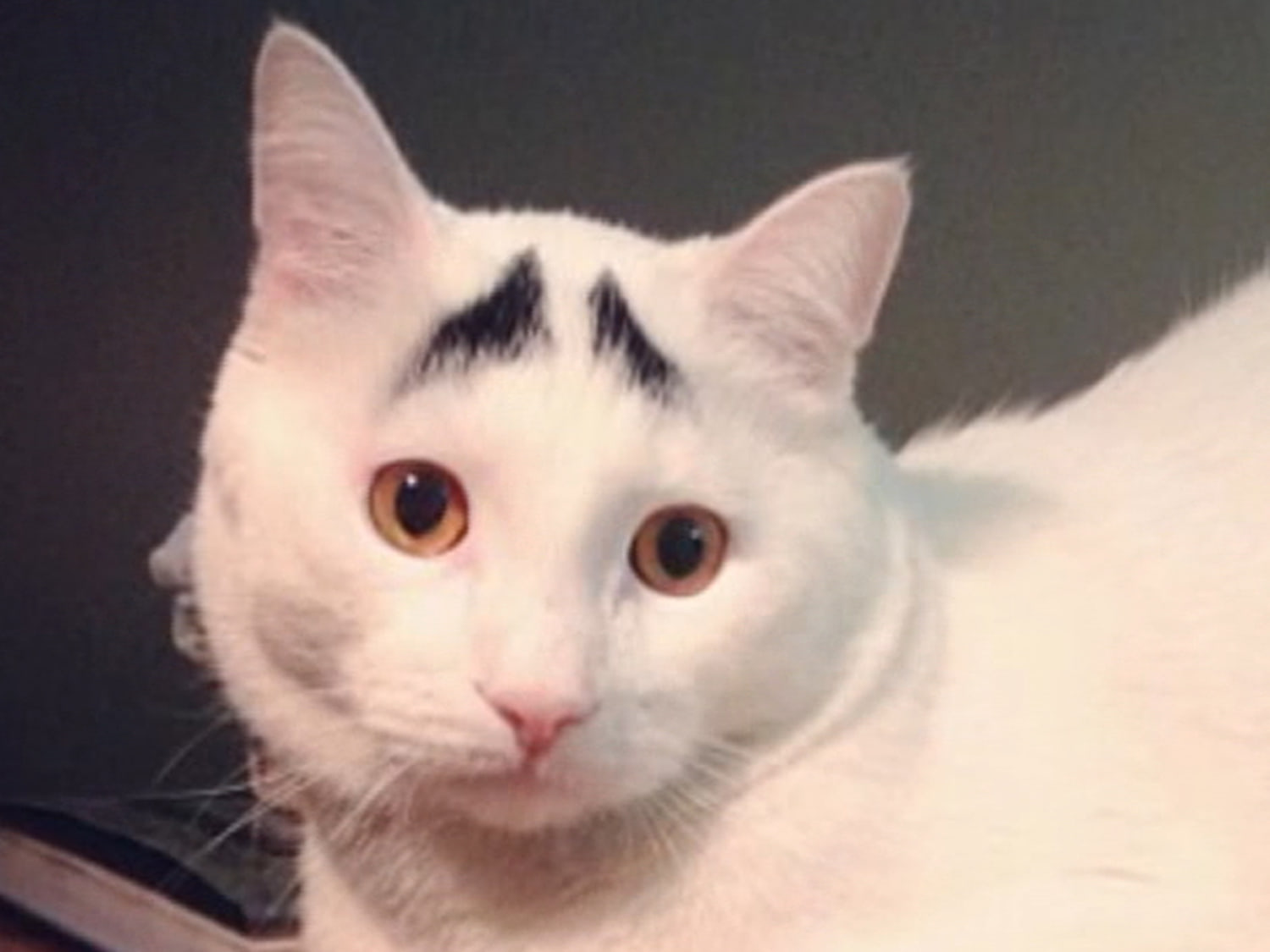 animals with dark eyebrows