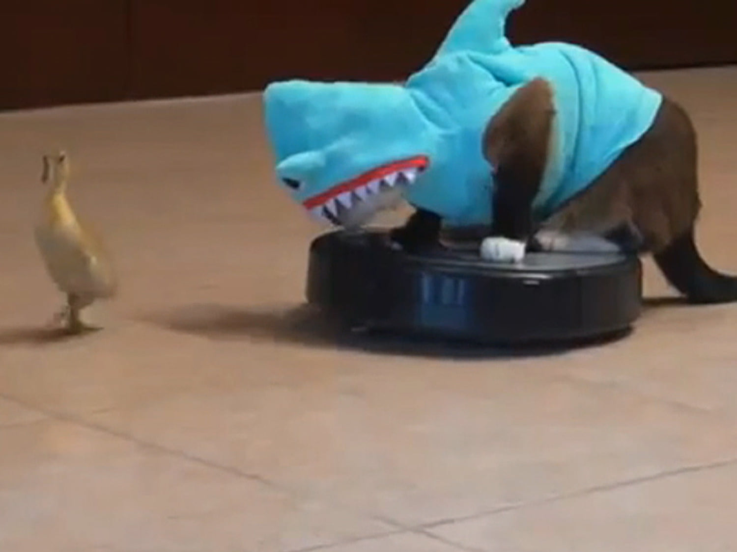 shark cat dance