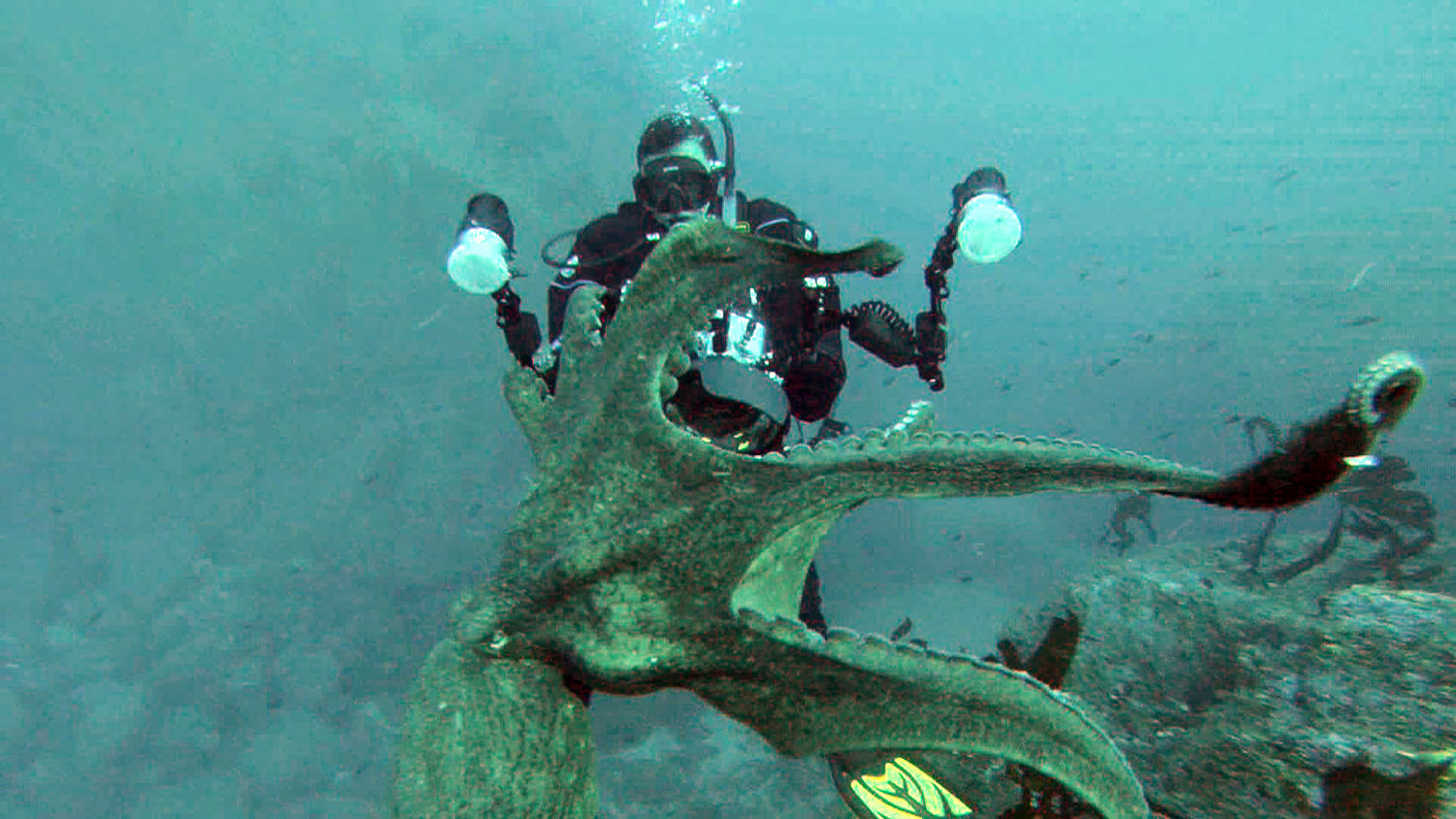 Octopus Attack Diver