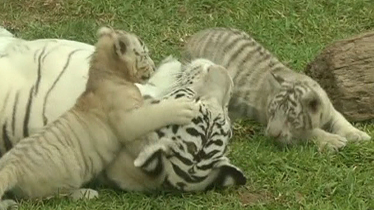 white tiger coventry