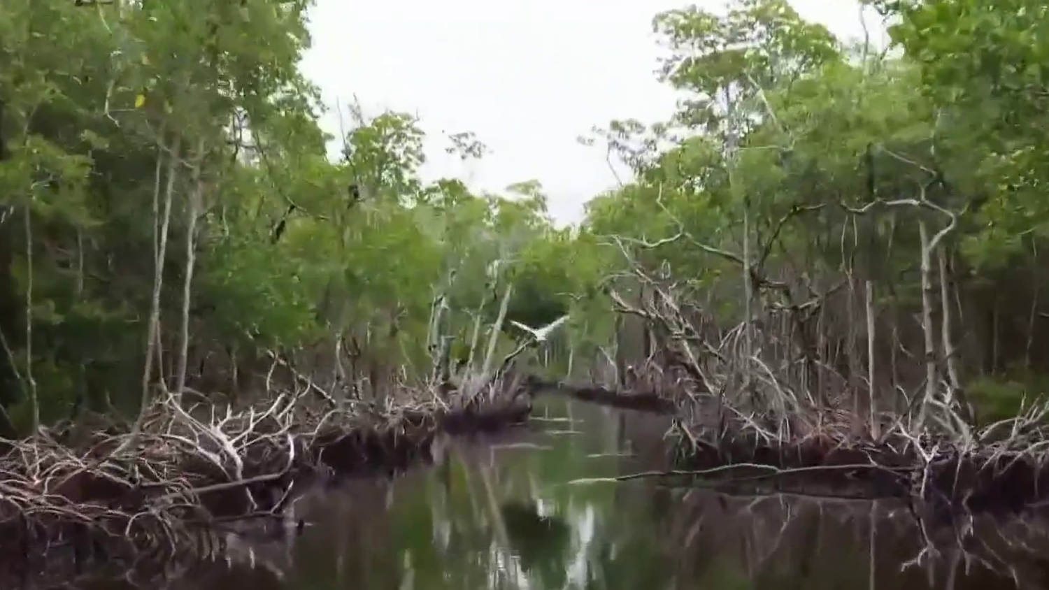 mangroves florida
