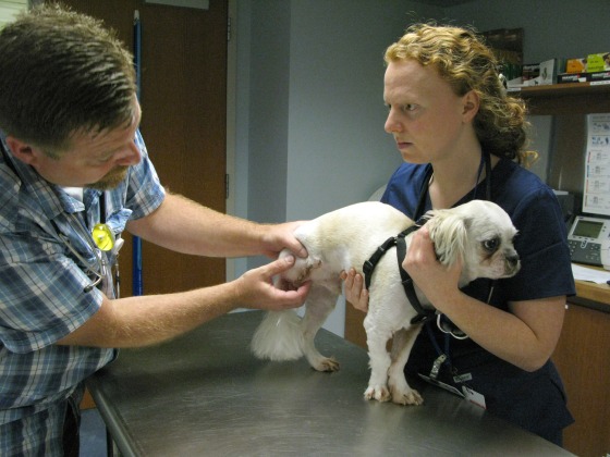 Saving 'little animals' lives': How one school retooled