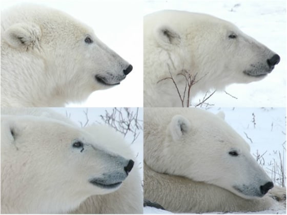 white wild bear