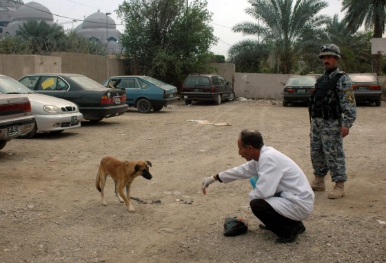 Baghdad opens campaign to kill stray dogs