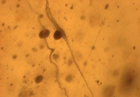 Scientist says he found the oldest spider web