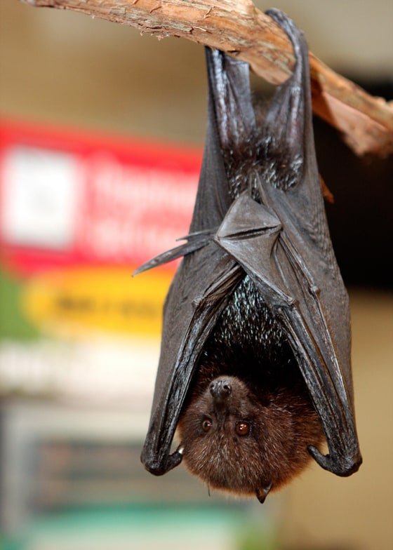 Oldest bat has swingin’ birthday soiree