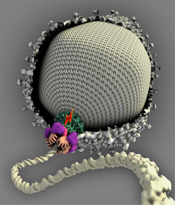Viruses assemble parts with help of tiny motors