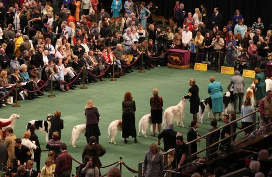 In February, the Big Apple goes to the dogs