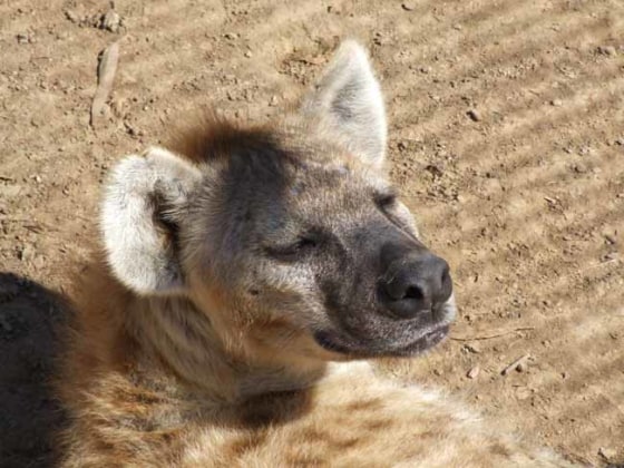 hyena laughter