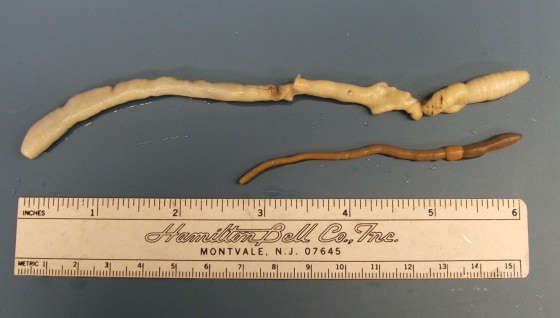 Should spitting worms get species protection?