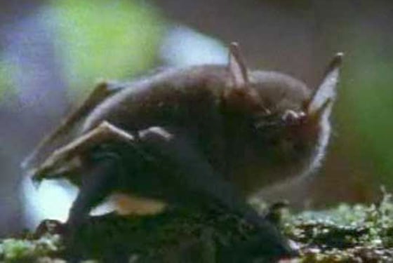 ‘Walking’ bat may have ancient ancestors