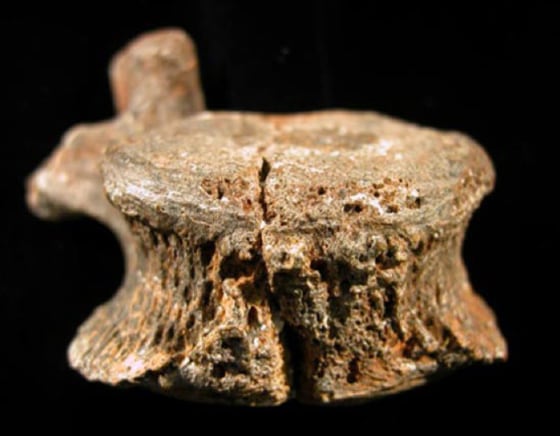 A clue to the earliest known bacterial infection