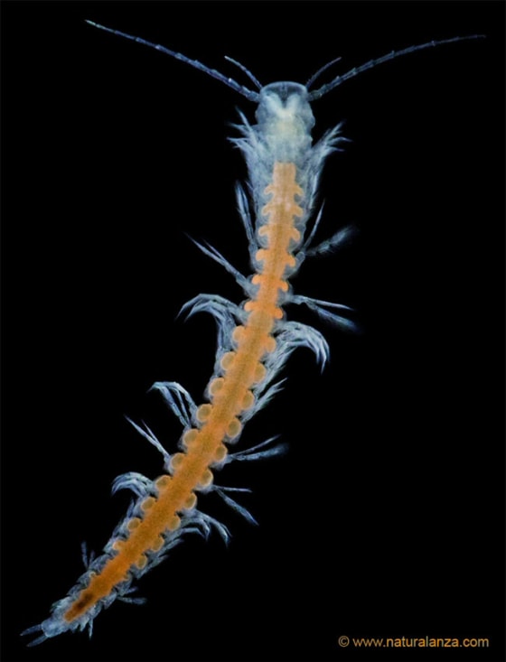 Eyeless creature discovered in undersea tunnel