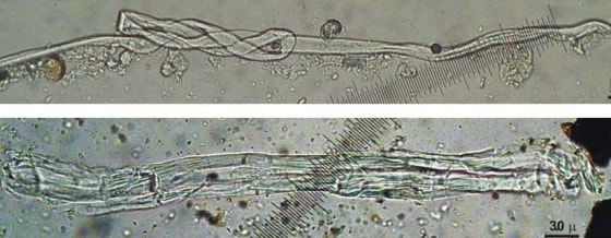 The first tailors? Researchers find ancient fiber