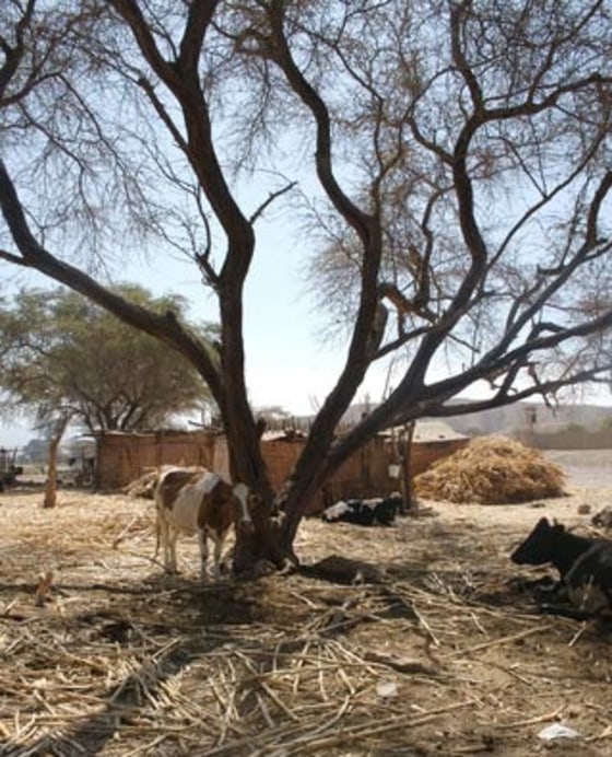 Ancient civilization cut path to its own demise