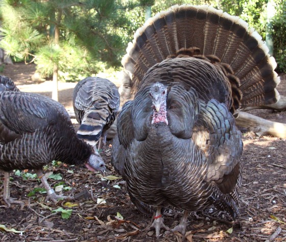 Decoding the turkey’s genetic gobbledygook
