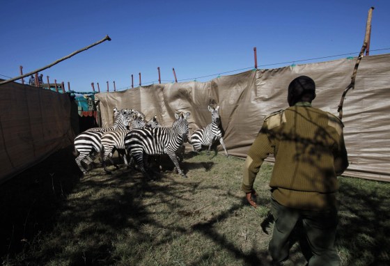 Kenya moves zebras to feed marauding lions