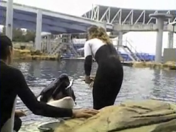 seaworld attack recent