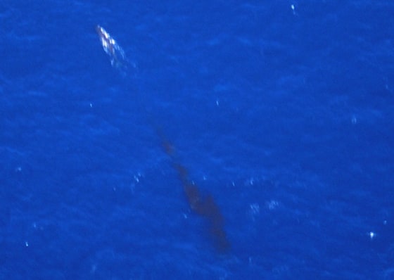 Whale poop cleans the environment