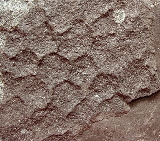 Dino find shows new type of skin texture