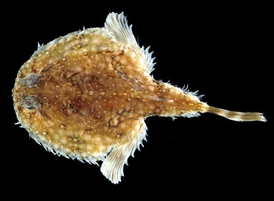 New batfish species found under oil spill