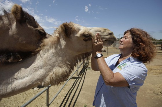 Camel ranchers tout benefits of milk, but ...