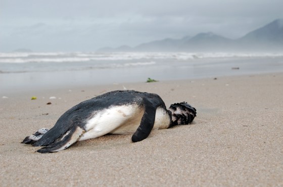 Hundreds of dead penguins wash ashore in Brazil