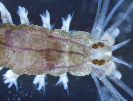 Humanlike brain structures identified in marine worm