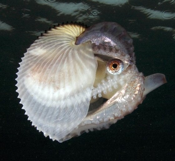Mystery of the floating octopus solved