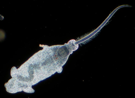 Warrior worms gobble up their enemies