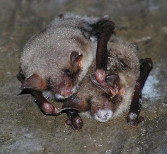 Mysterious bat-killing disease appears harmless in Europe