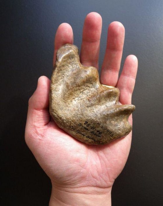 Carnivorous 'monster' fish had fist-sized teeth