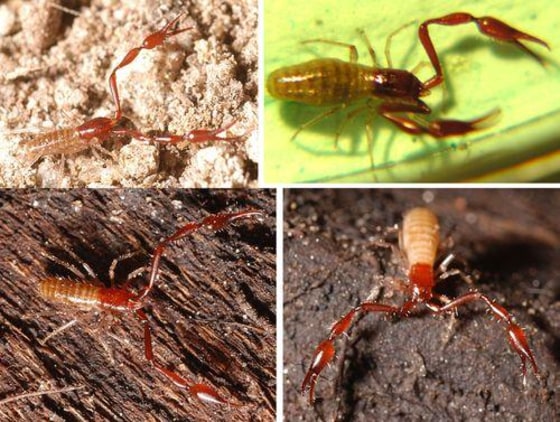 largest pseudoscorpion