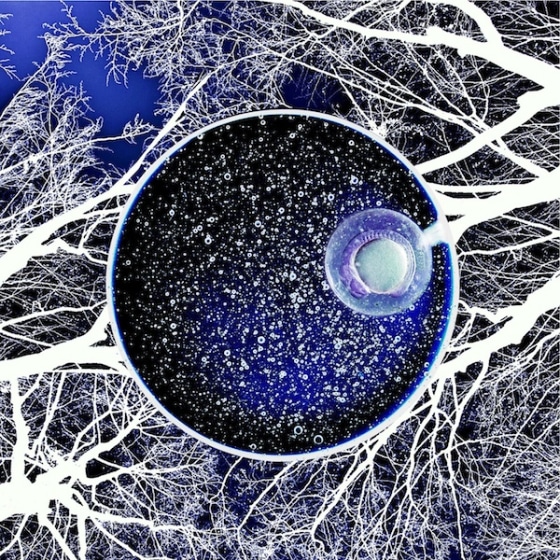 Beauty of science revealed in embryo images