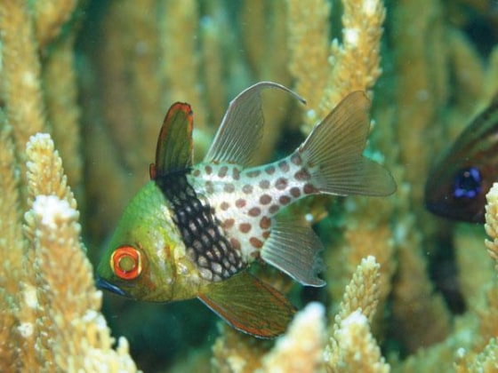 El Niño killing young coral reef fish, biologists find