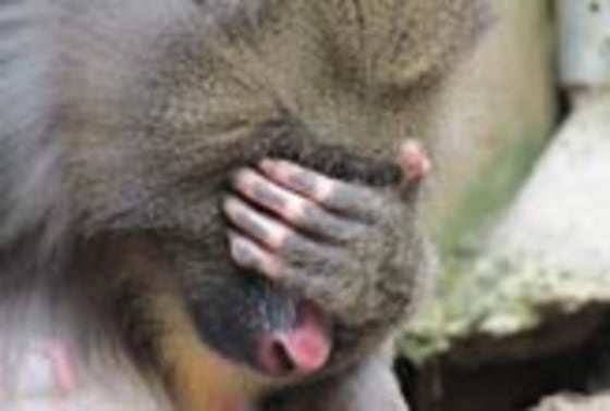 If you see this monkey gesture, do not disturb