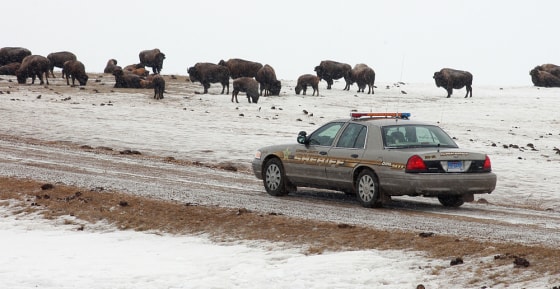 Sheriff now oversees more bison than people