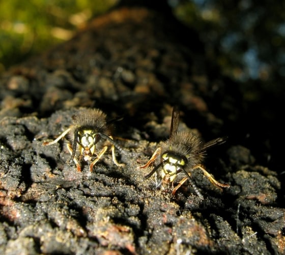 Angry wasps rid food of ants by airdropping 'em