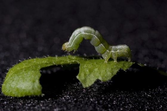 Plants get revenge on bugs that feed on them