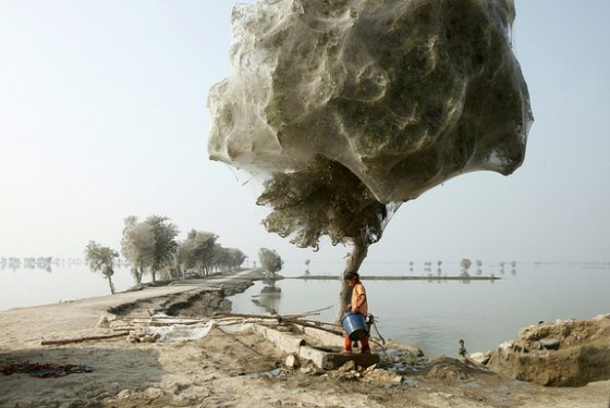 Spiders flee — oh, what a tangled web they treed