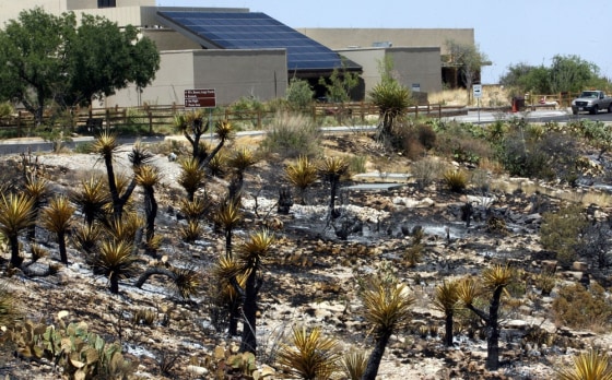 Fire leaves new look at national park: burned cacti