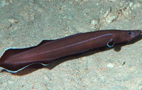 'Living fossil' retains a look associated with dinosaur era