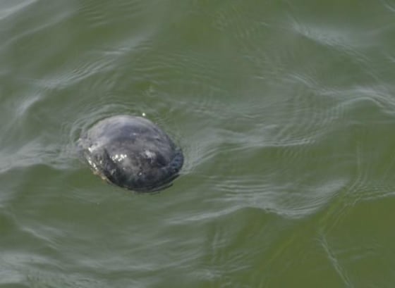 Mystery of hurricane's gross gray blobs solved