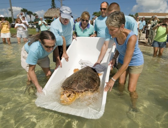 Sea turtle hit by spear gun released after rehab
