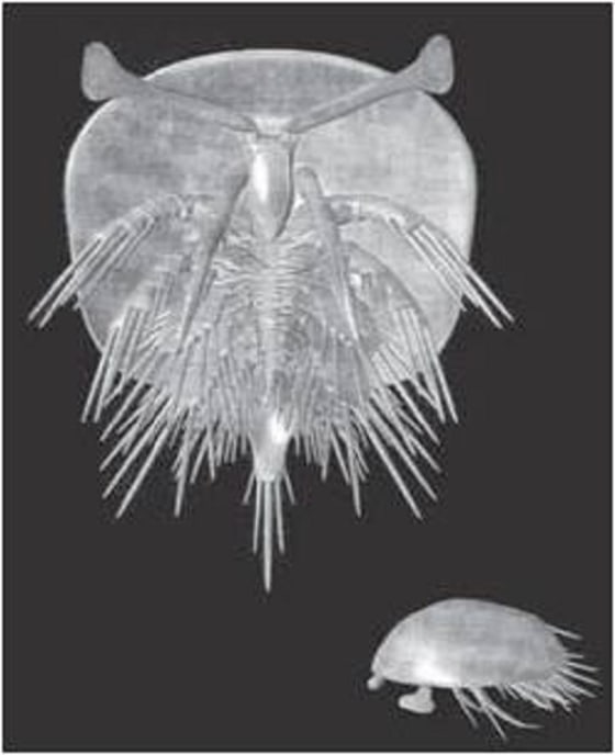 Specialized eyes helped tiny ancient crustacean hunt prey