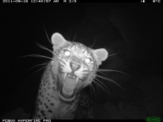 Rare Persian leopard caught on film by camera trap
