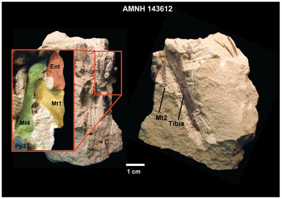 47 million-year-old primate complicates human lineage