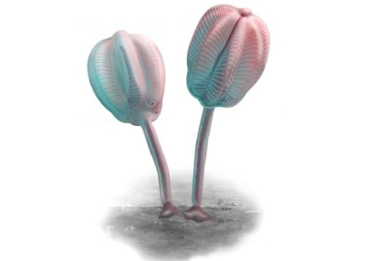 500 million-year-old 'tulip' was in a class by itself